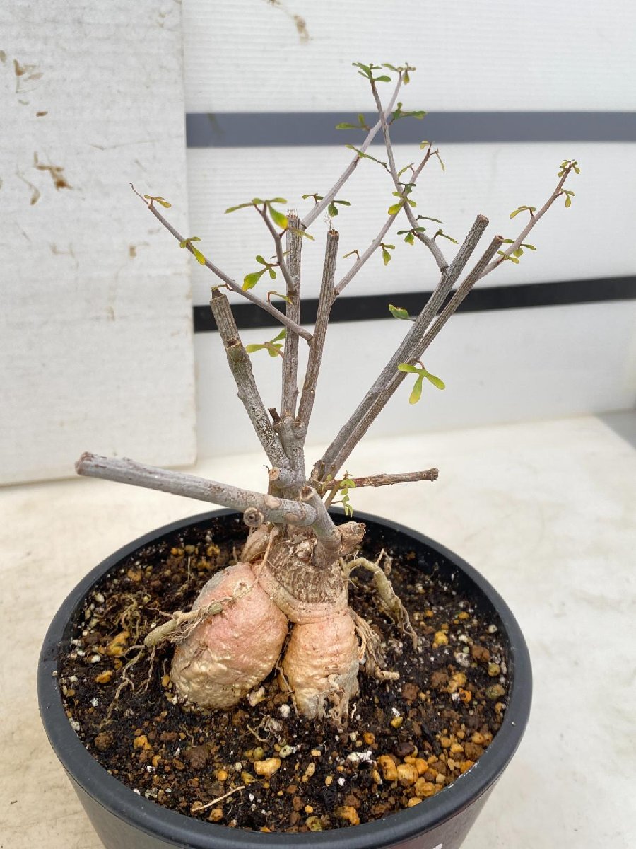 Yahoo!オークション - 8618 「実生」アデニア サブセシリフォリア 植え...