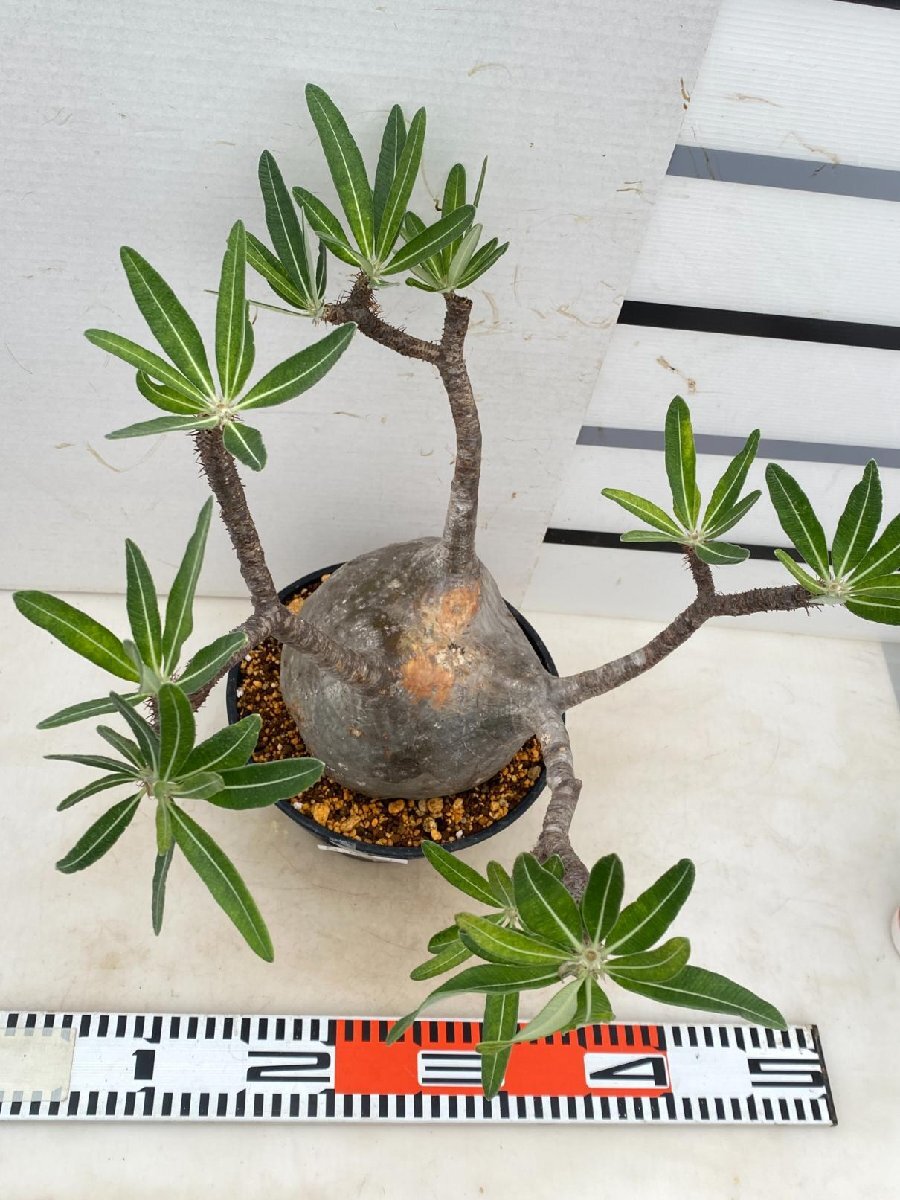 Yahoo!オークション - 8632 「塊根植物」パキポディウム グラキリス ML...