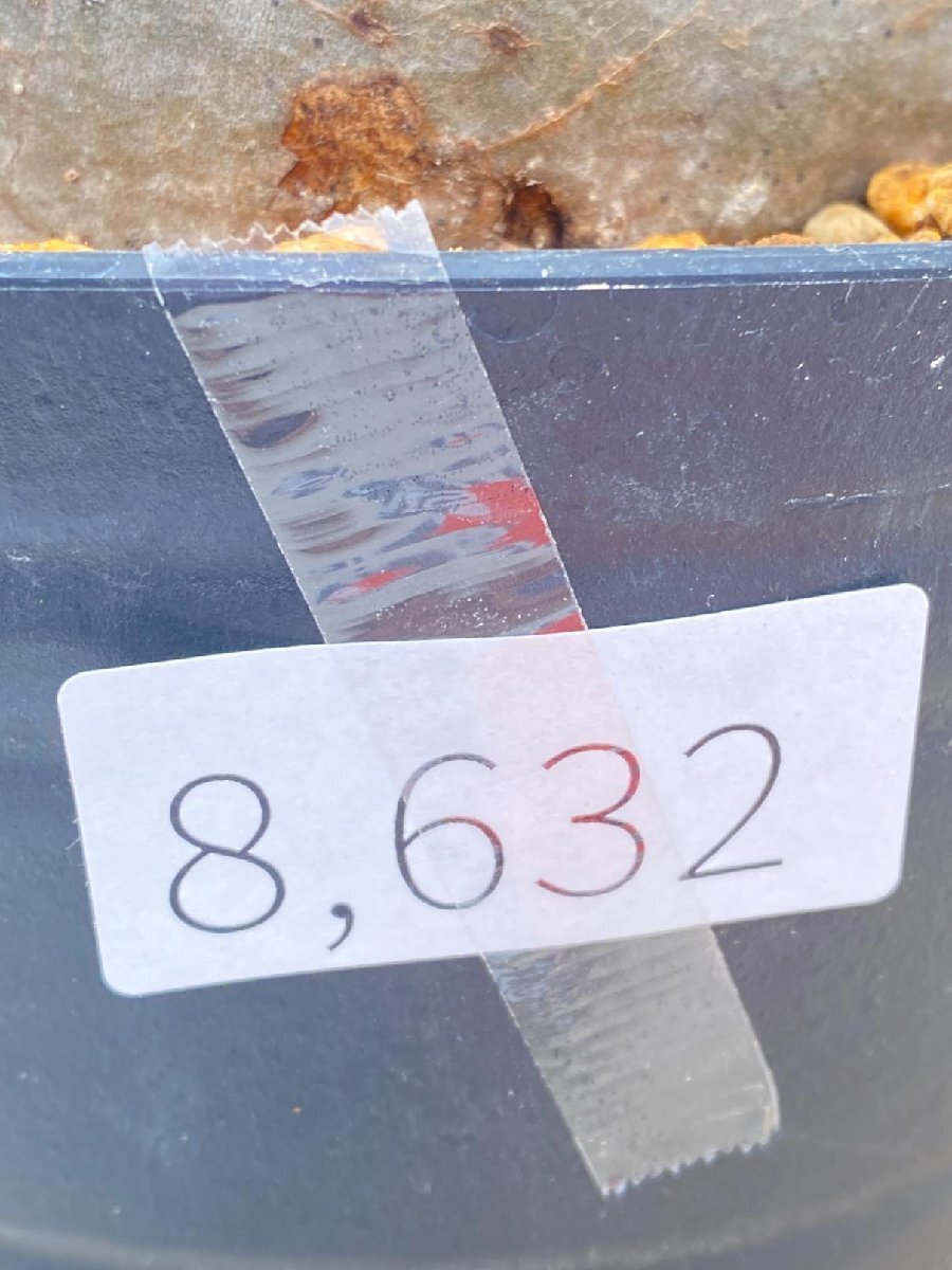 Yahoo!オークション - 8632 「塊根植物」パキポディウム グラキリス ML...