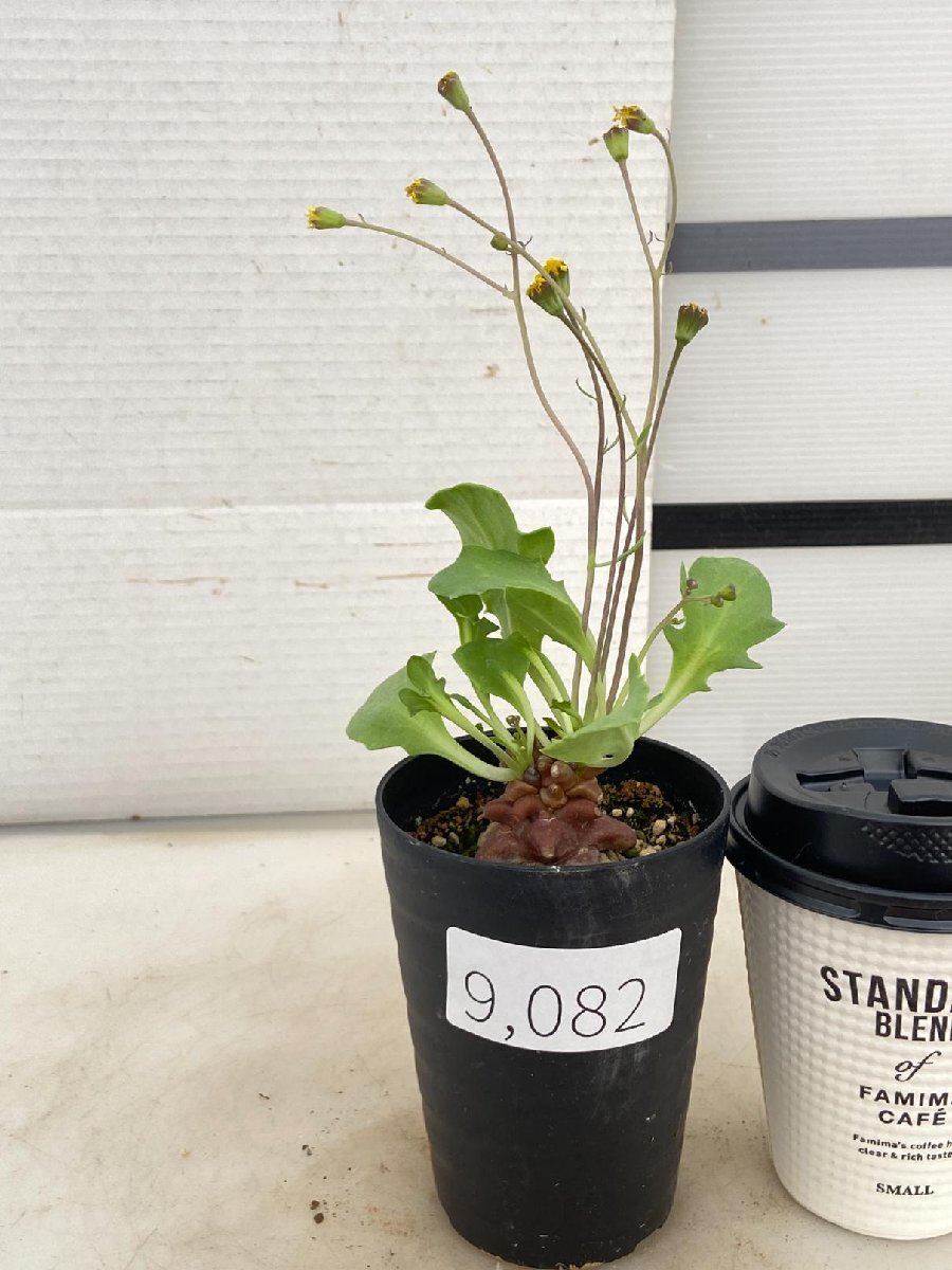 Yahoo!オークション - 9082 「実生」オトンナ ヘレー 【発根・塊根植物...