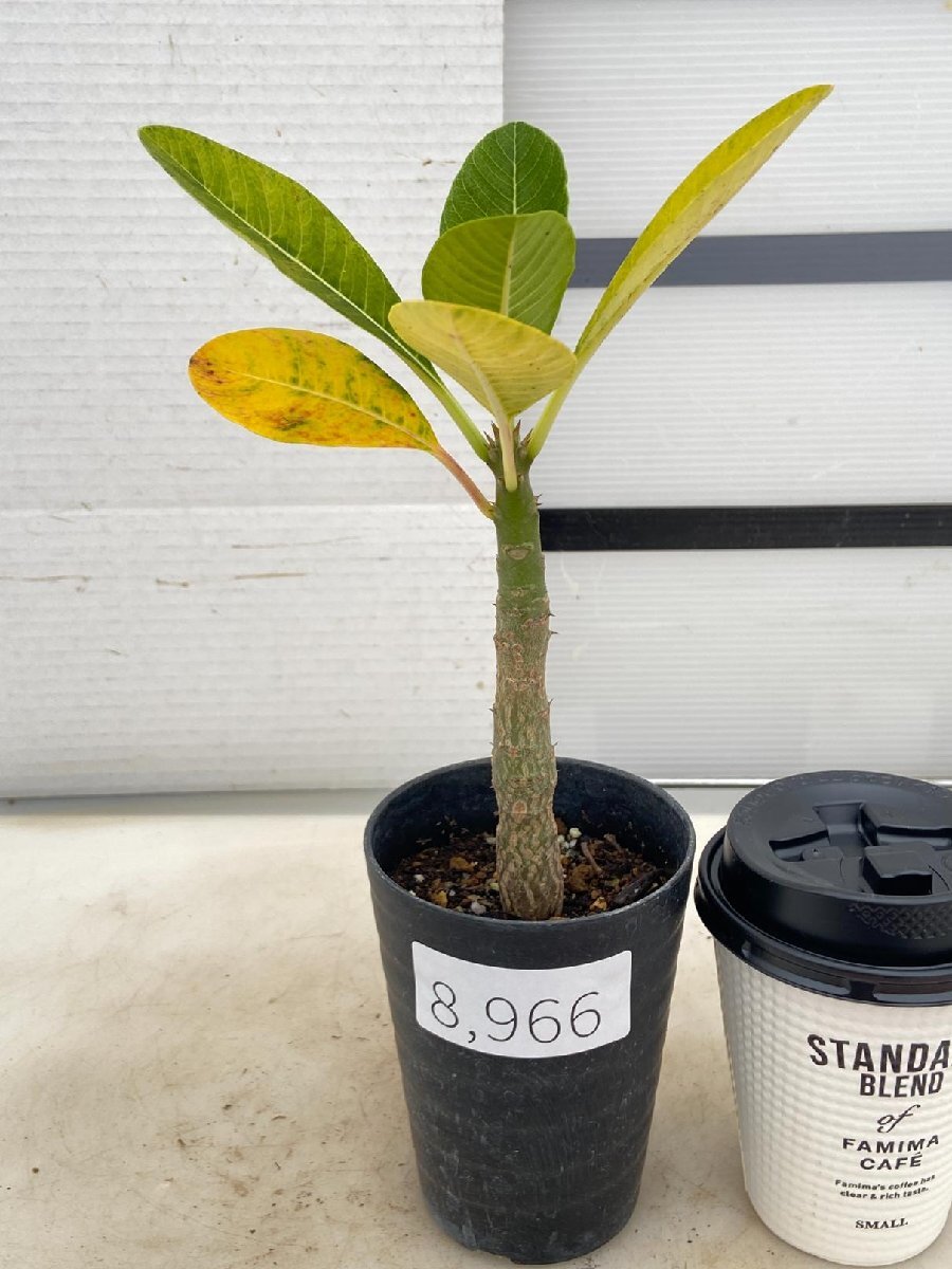 Yahoo!オークション - 8966 「実生」パキポディウム ウィンゾリー【種...