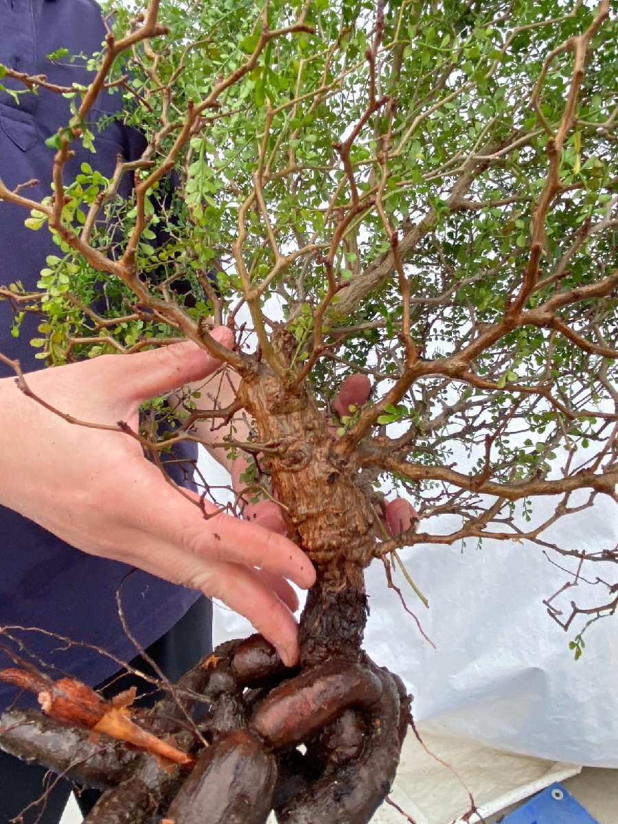 Yahoo!オークション - 9598 「実生」オペルクリカリア パキプス XL 抜...