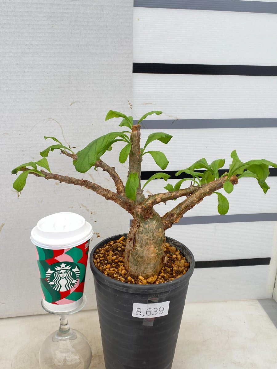 Yahoo!オークション - 8639 「塊根植物」セサモタムナス ブッセアヌス ...