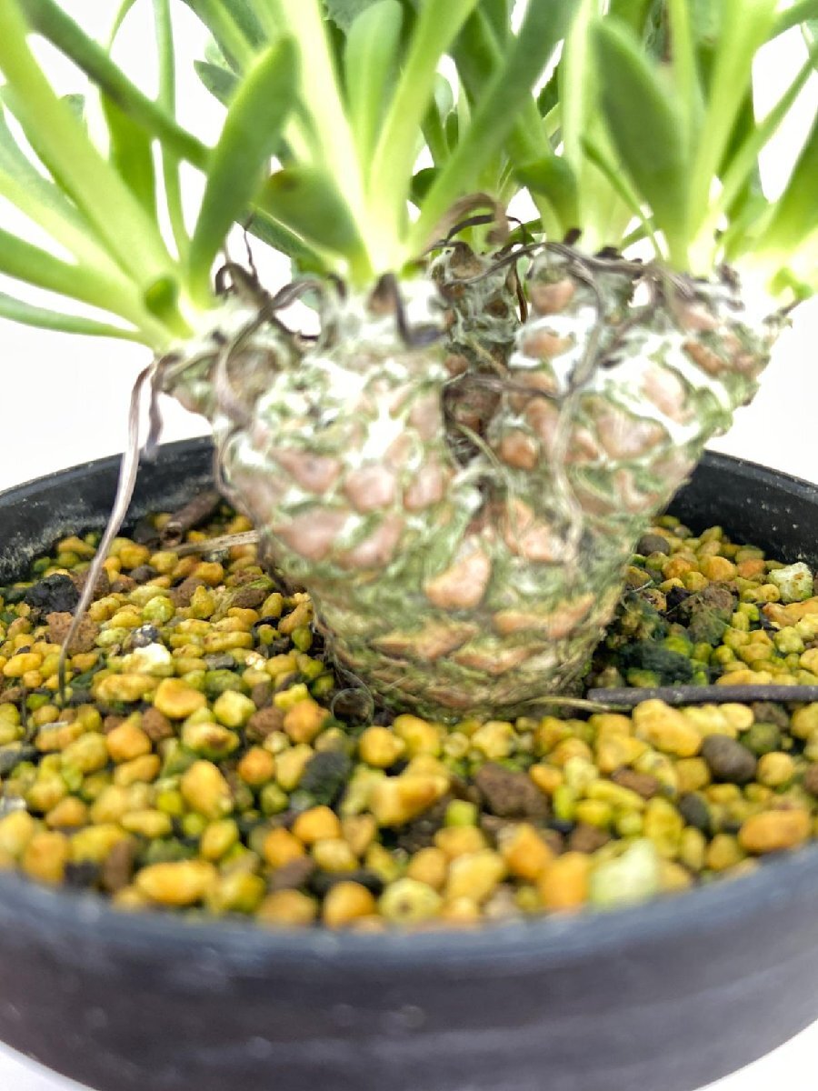 Yahoo!オークション - 2966 「実生」オトンナ レトロルサ【発根・塊根...