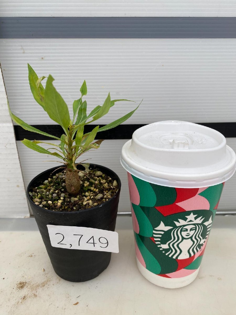 Yahoo!オークション - 2749 「実生」フォークイエリア プルプシー【塊...