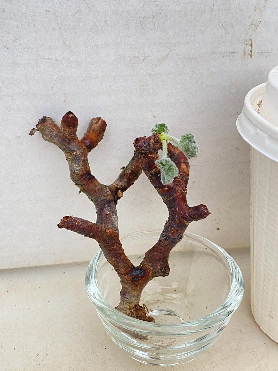 Yahoo!オークション - 4165 「塊根植物」ペラルゴニウム ミラビレ 折れ...