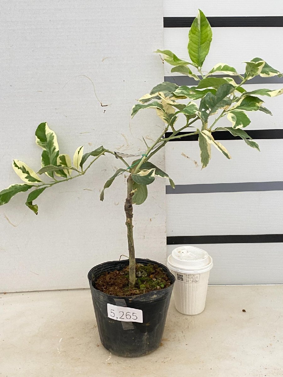 Yahoo!オークション - 5265 「果樹苗」斑入りレモンの木【斑入り葉・美...