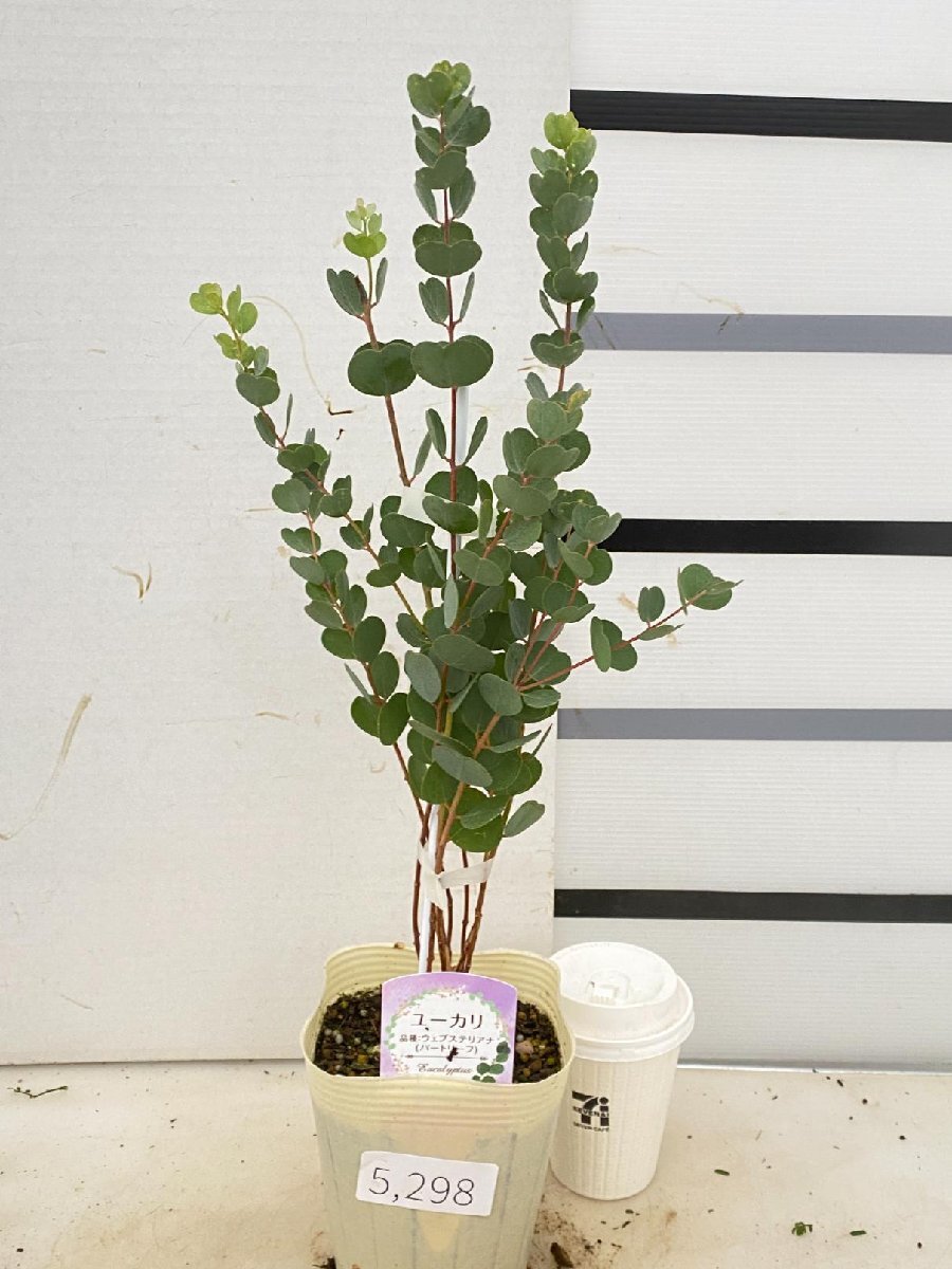Yahoo!オークション - 5298 「観葉植物」ユーカリ ウェブステリアナ（...