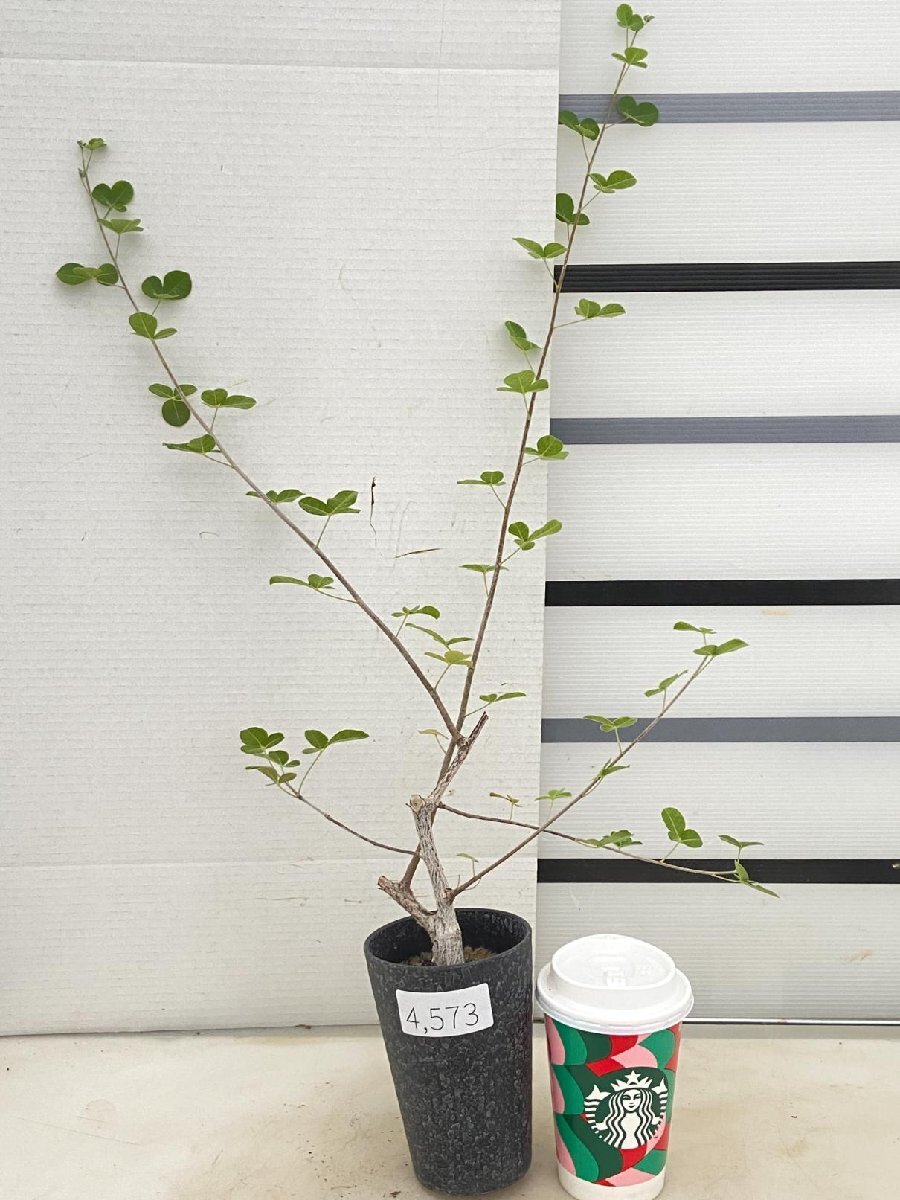 Yahoo!オークション - 4573 「実生」コミフォラ オルビクラリス【発根...