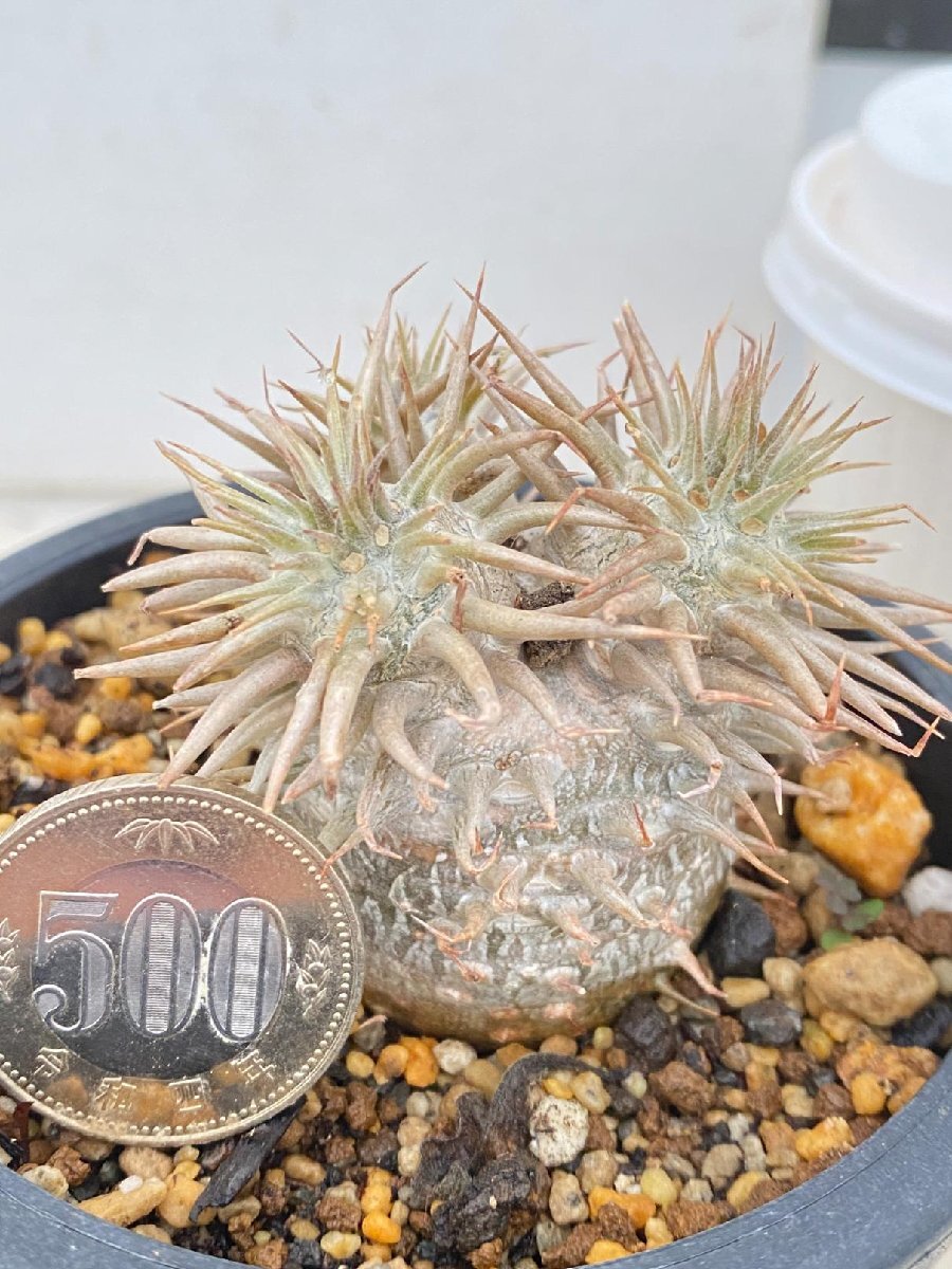 Yahoo!オークション - 4227 「実生」パキポディウム 恵比寿魔界【恵比...