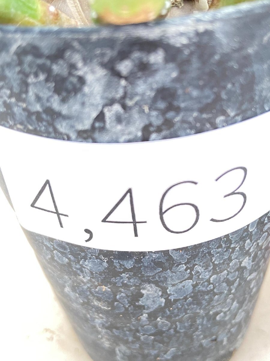 Yahoo!オークション - 4463 「実生」ユーフォルビア イネルミス 【塊根...