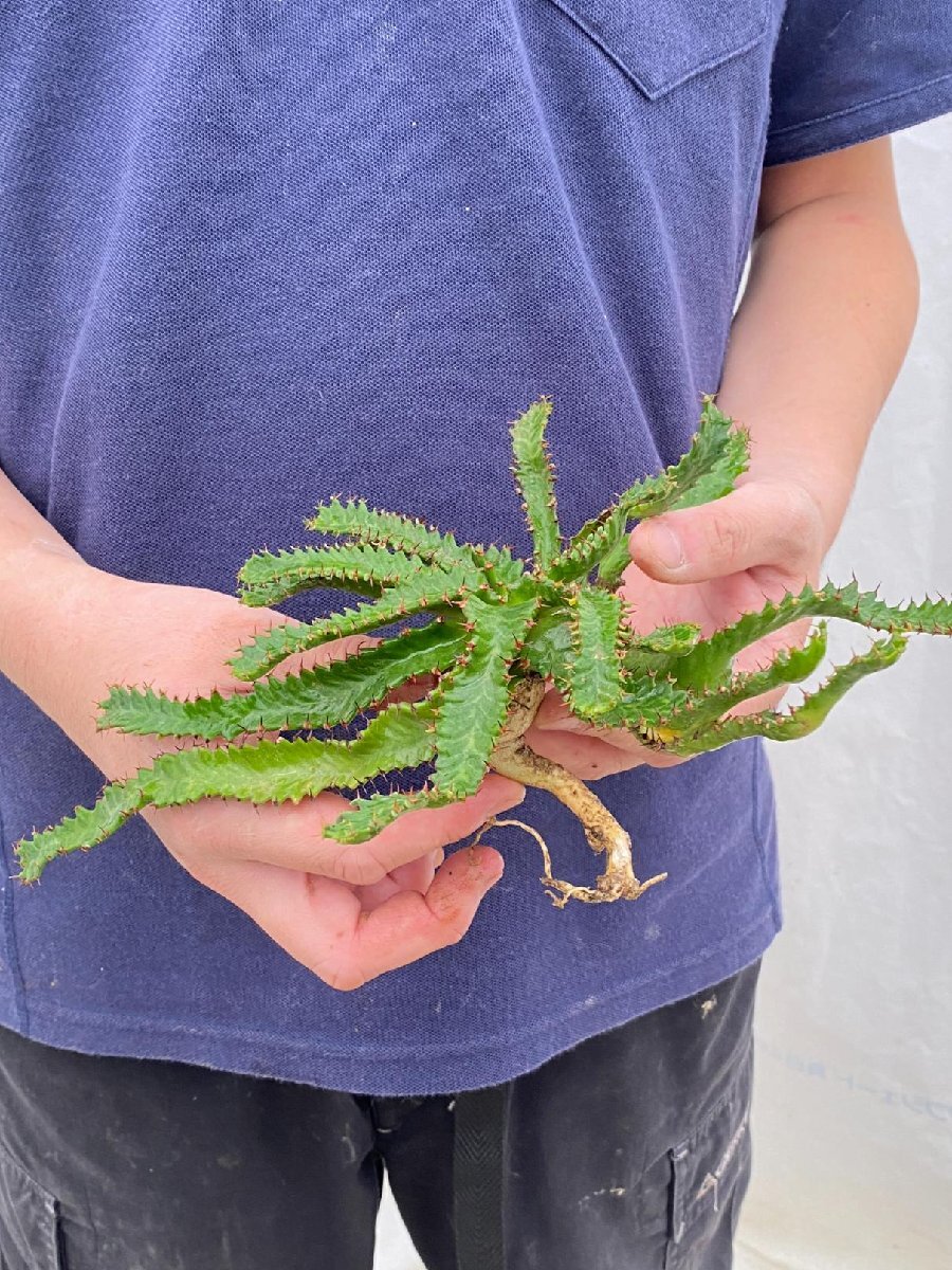 Yahoo!オークション - 5647 「多肉植物」ユーフォルビア ステラータ 抜...