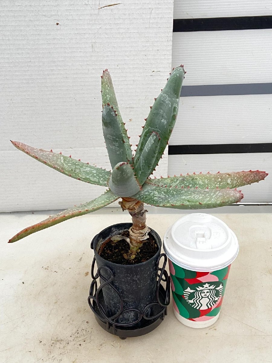 Yahoo!オークション - 4474 「実生」アロエ パキダクティロス【多肉植...