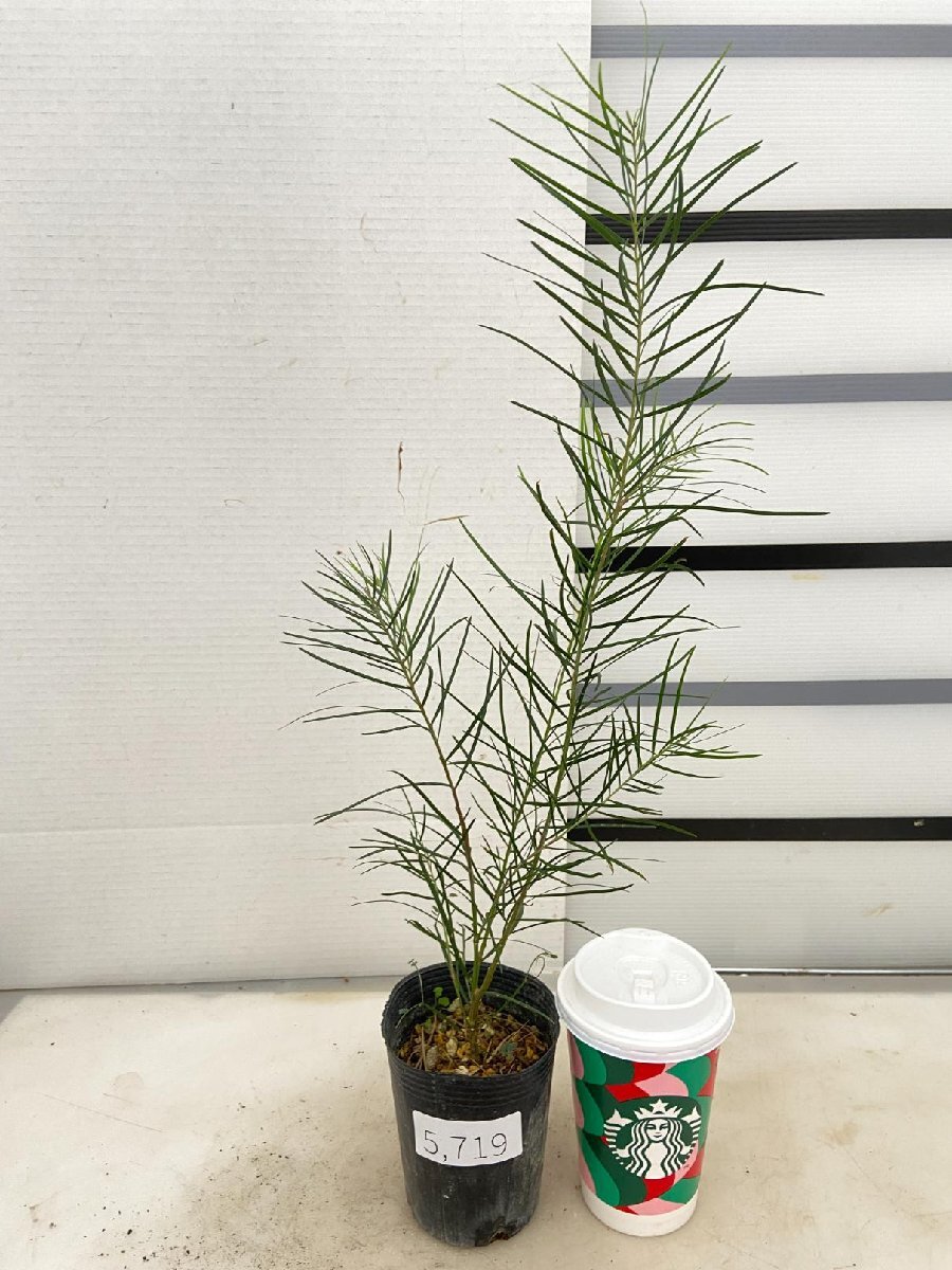 Yahoo!オークション - 5719 「観葉植物」ミモザ アカシア フロリブンダ...