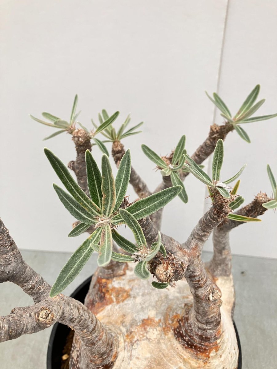 Yahoo!オークション - 5539 「塊根植物」パキポディウム グラキリス 植...