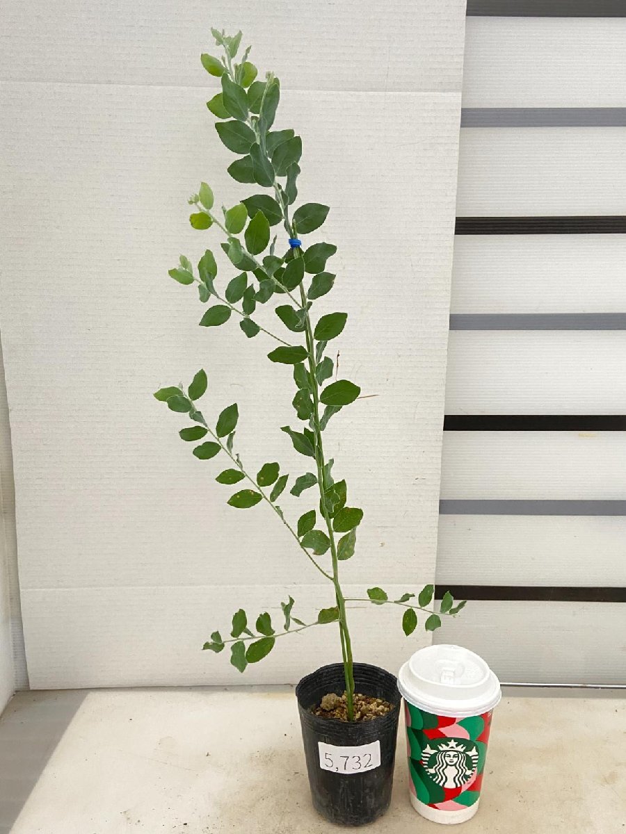 Yahoo!オークション - 5732 「観葉植物」ミモザ アカシア パールアカシ...