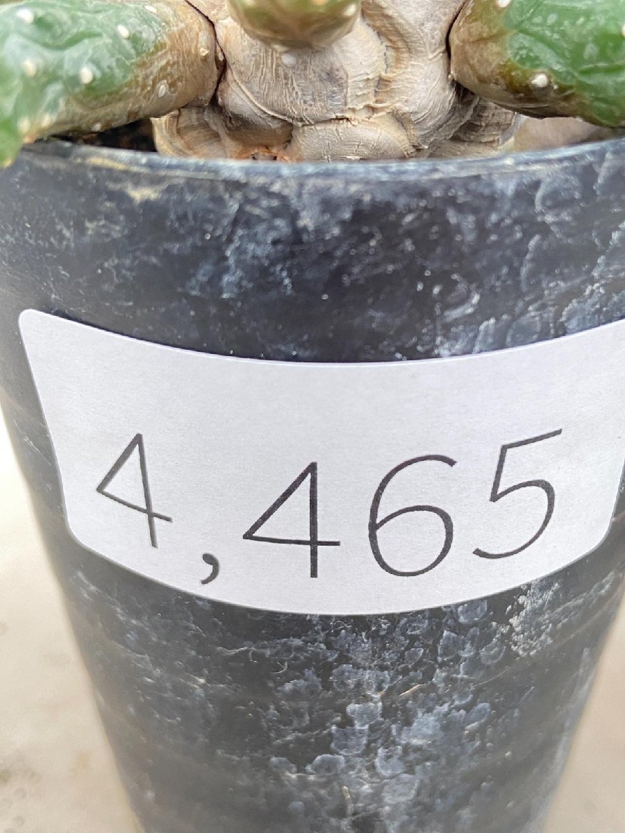 Yahoo!オークション - 4465 「実生」ユーフォルビア イネルミス 【塊根...