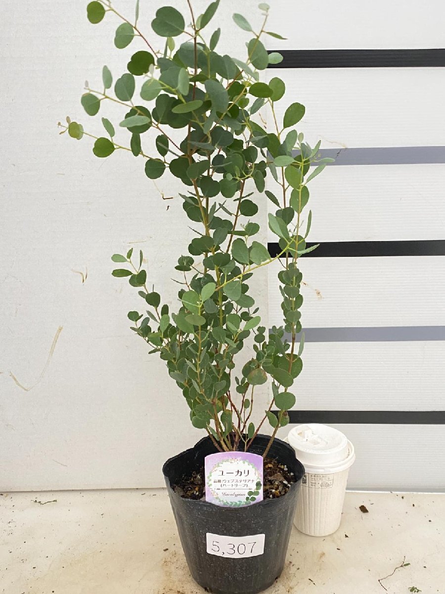 Yahoo!オークション - 5307 「観葉植物」ユーカリ ウェブステリアナ（...