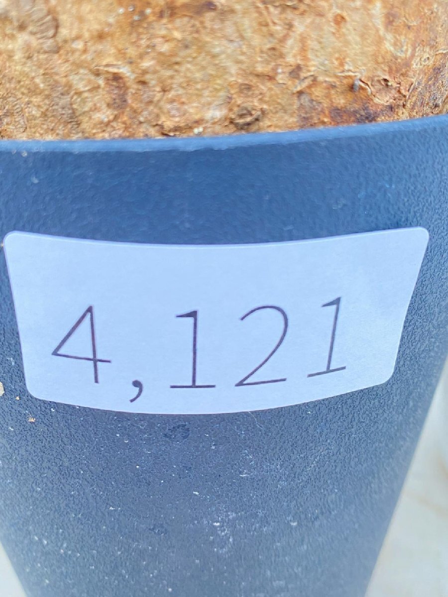 Yahoo!オークション - 4121 「塊根植物」アデニア ペリエリ 大 植え【...