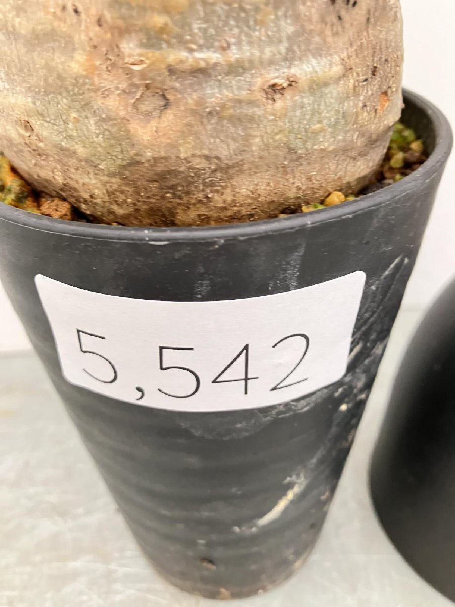 Yahoo!オークション - 5542 「塊根植物」パキポディウム エニグマティ...