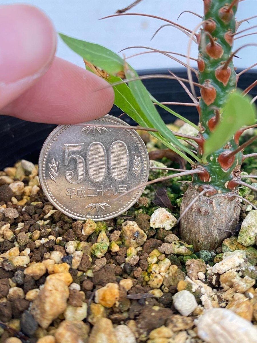 Yahoo!オークション - 4322 「実生」フォークイエリア プルプシー大【...