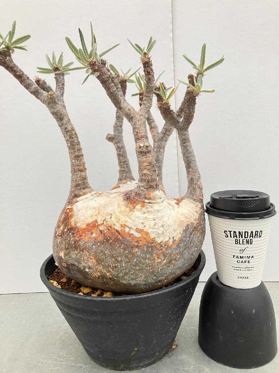 Yahoo!オークション - 5539 「塊根植物」パキポディウム グラキリス 植...