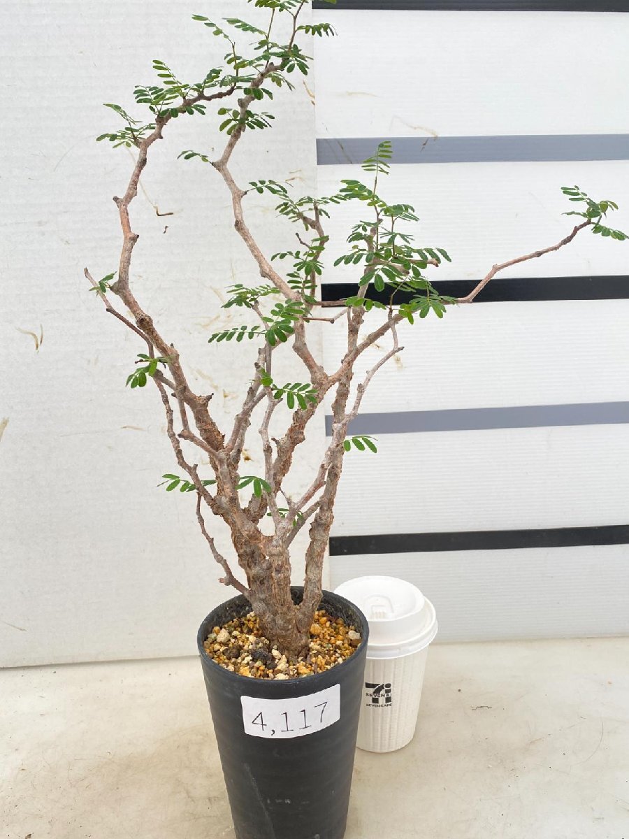 Yahoo!オークション - 4117 「塊根植物」センナ メリディオナリス 植え...