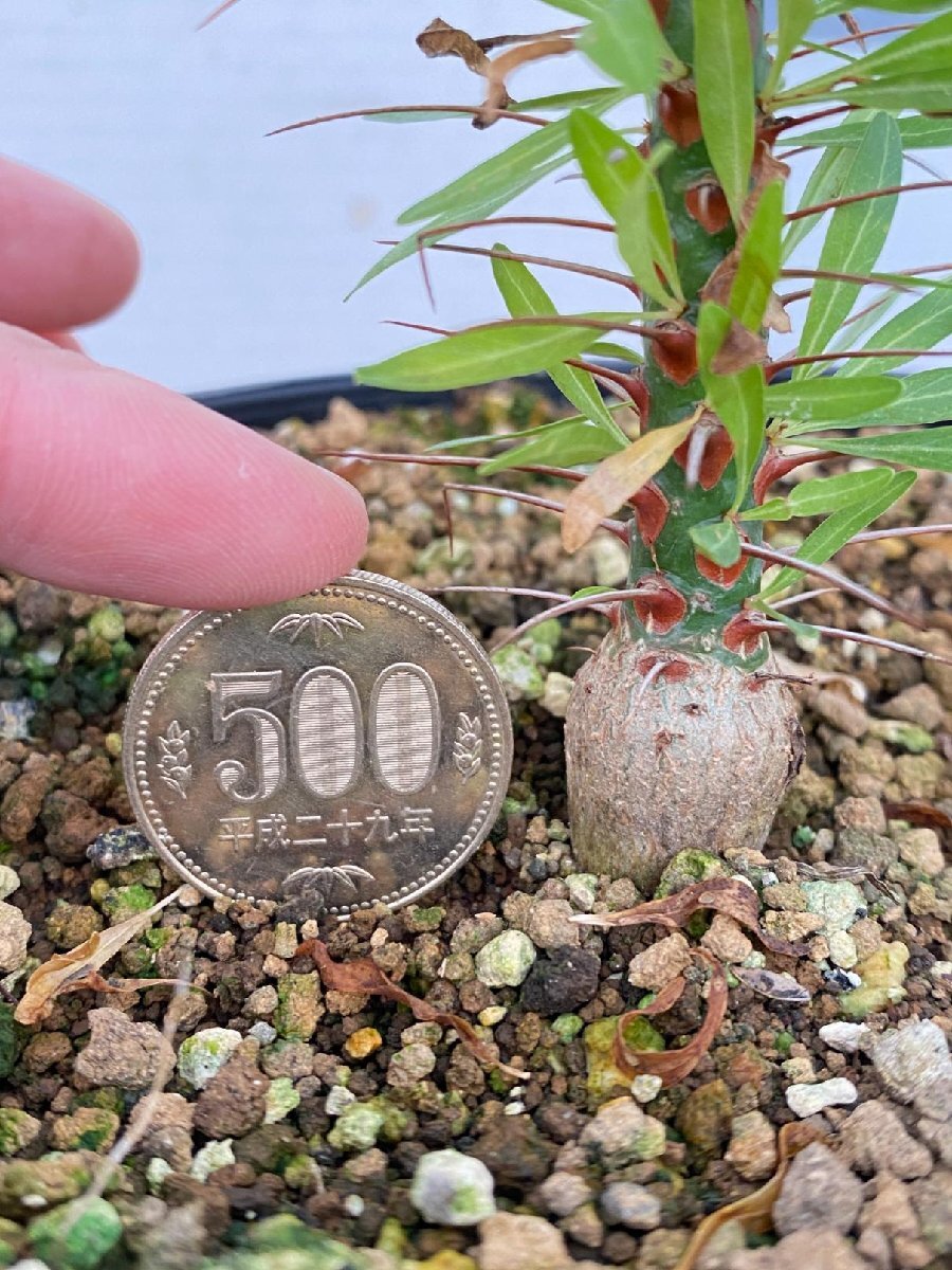 Yahoo!オークション - 4317 「実生」フォークイエリア プルプシー大【...