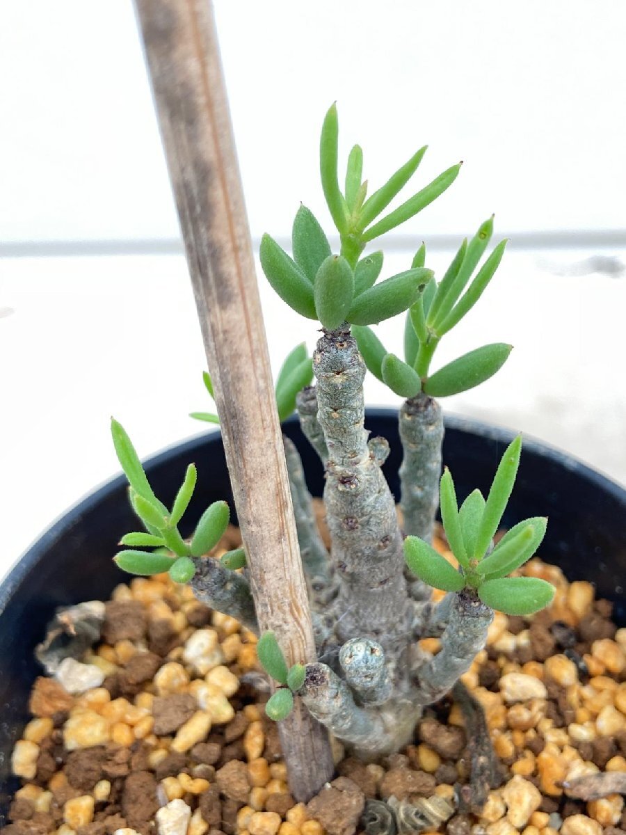 Yahoo!オークション - 6134 「実生」チレコドン デシピエンス【発根・...