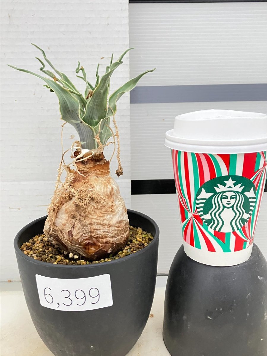 Yahoo!オークション - 6399 「球根植物」レデボウリア 植え【詳細品種...