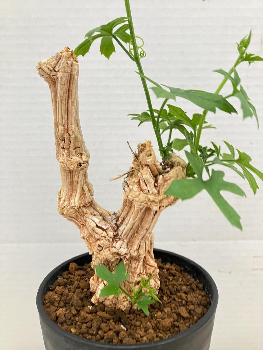 Yahoo!オークション - 6382 「塊根植物」コラロカルプス 詳細品種不明 ...