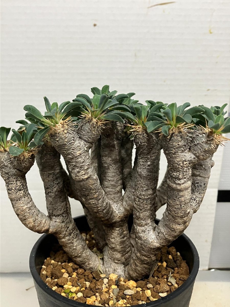 Yahoo!オークション - 6413 「多肉植物」ユーフォルビア ギラウミニア...