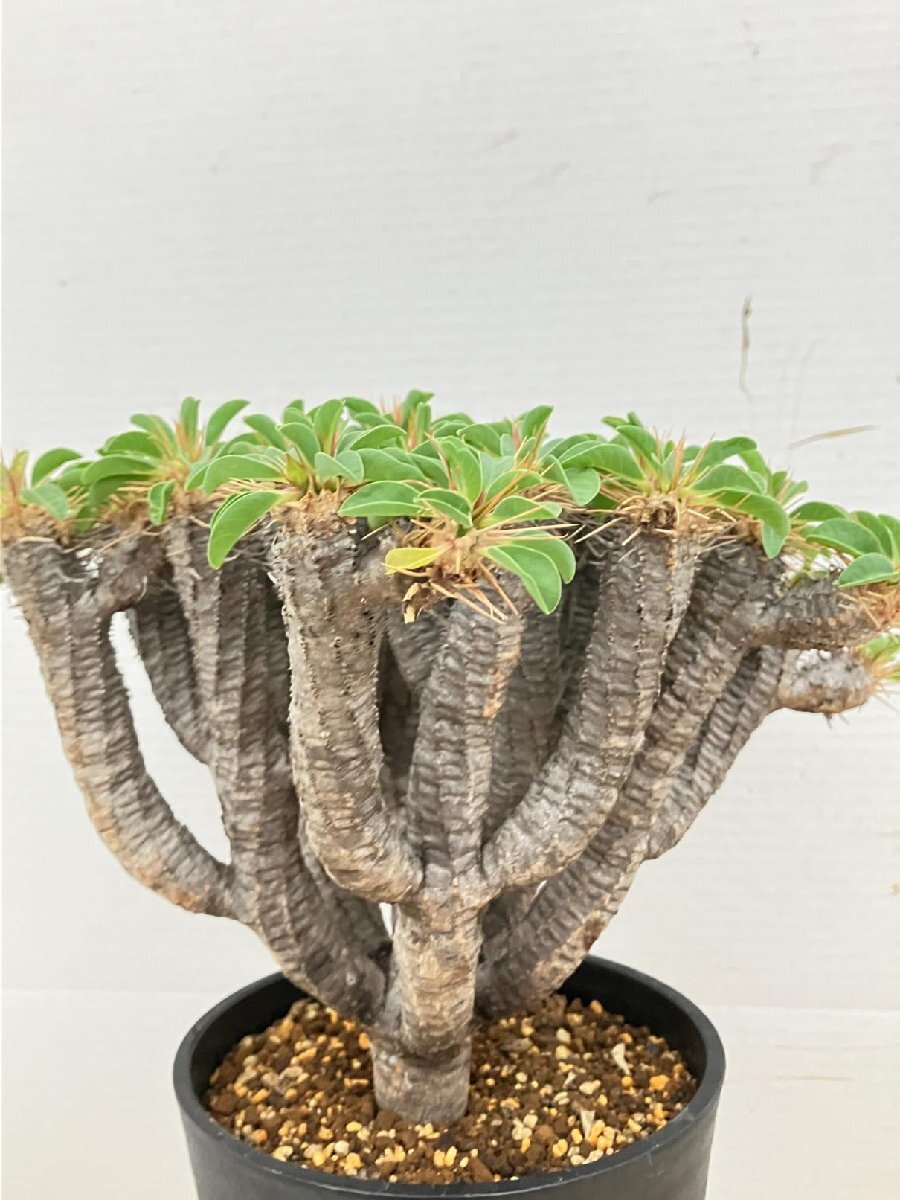 Yahoo!オークション - 6406 「多肉植物」ユーフォルビア ギラウミニア...