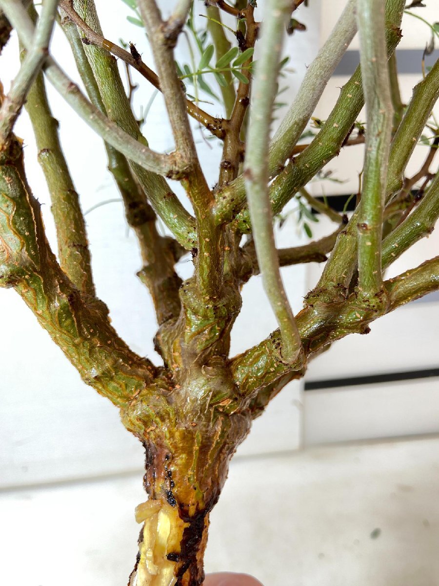 Yahoo!オークション - 9566 「実生」センナ メリディオナリス大 抜き苗...