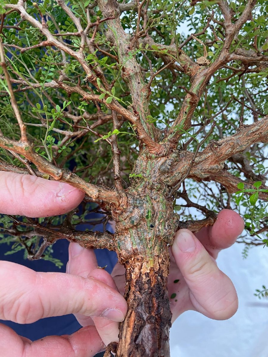 Yahoo!オークション - 9529 「実生」オペルクリカリア パキプス XL 抜...