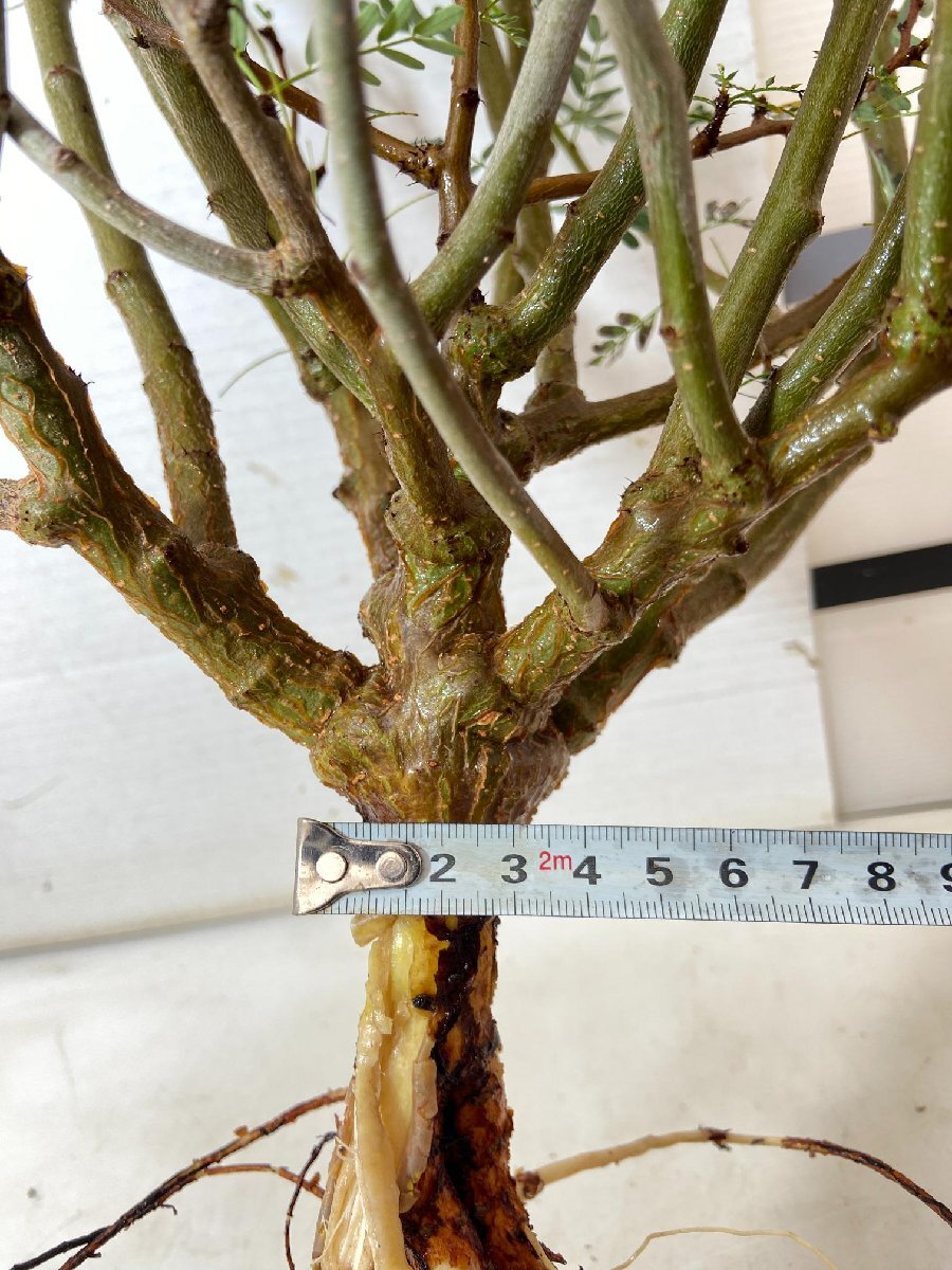 Yahoo!オークション - 9566 「実生」センナ メリディオナリス大 抜き苗...