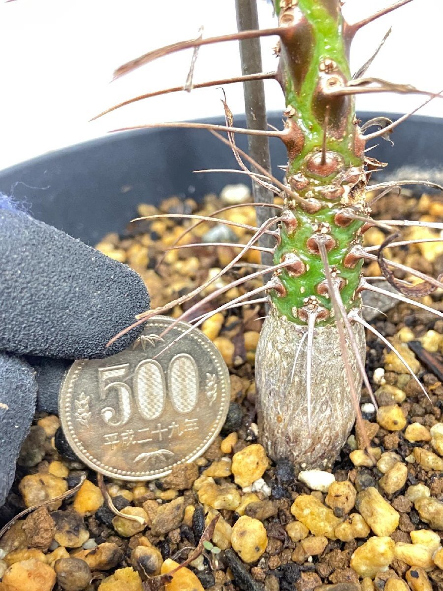 Yahoo!オークション - 9124 「実生」フォークイエリア プルプシー大【...