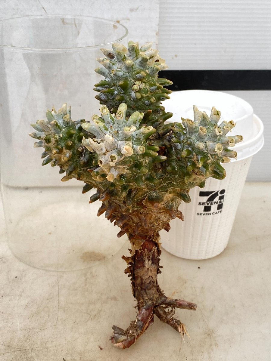 Yahoo!オークション - 8663 「塊根植物」チレコドン ワリチー 抜き苗【...