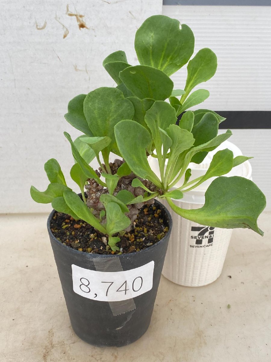 Yahoo!オークション - 8740 「実生」オトンナ ヘレー 【発根・塊根植物...