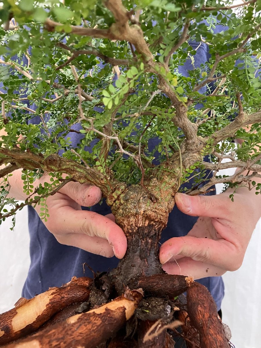 Yahoo!オークション - 9544 「実生」オペルクリカリア パキプス XL 抜...