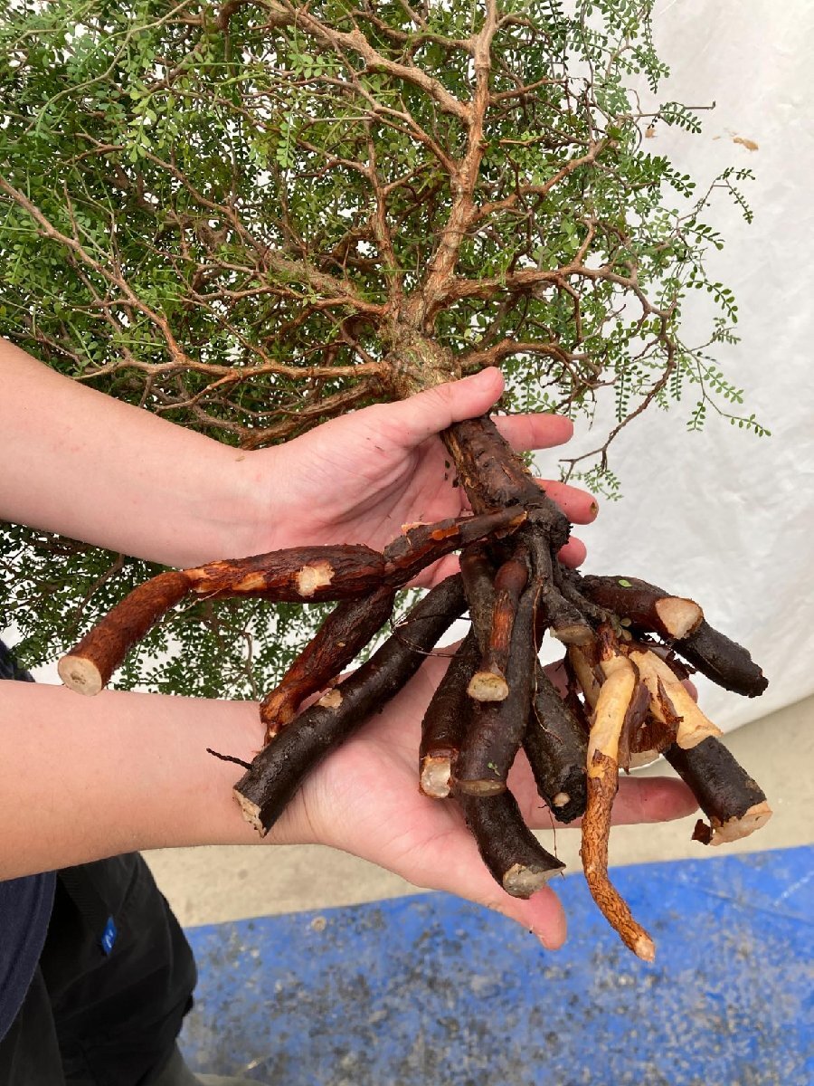 Yahoo!オークション - 9529 「実生」オペルクリカリア パキプス XL 抜...