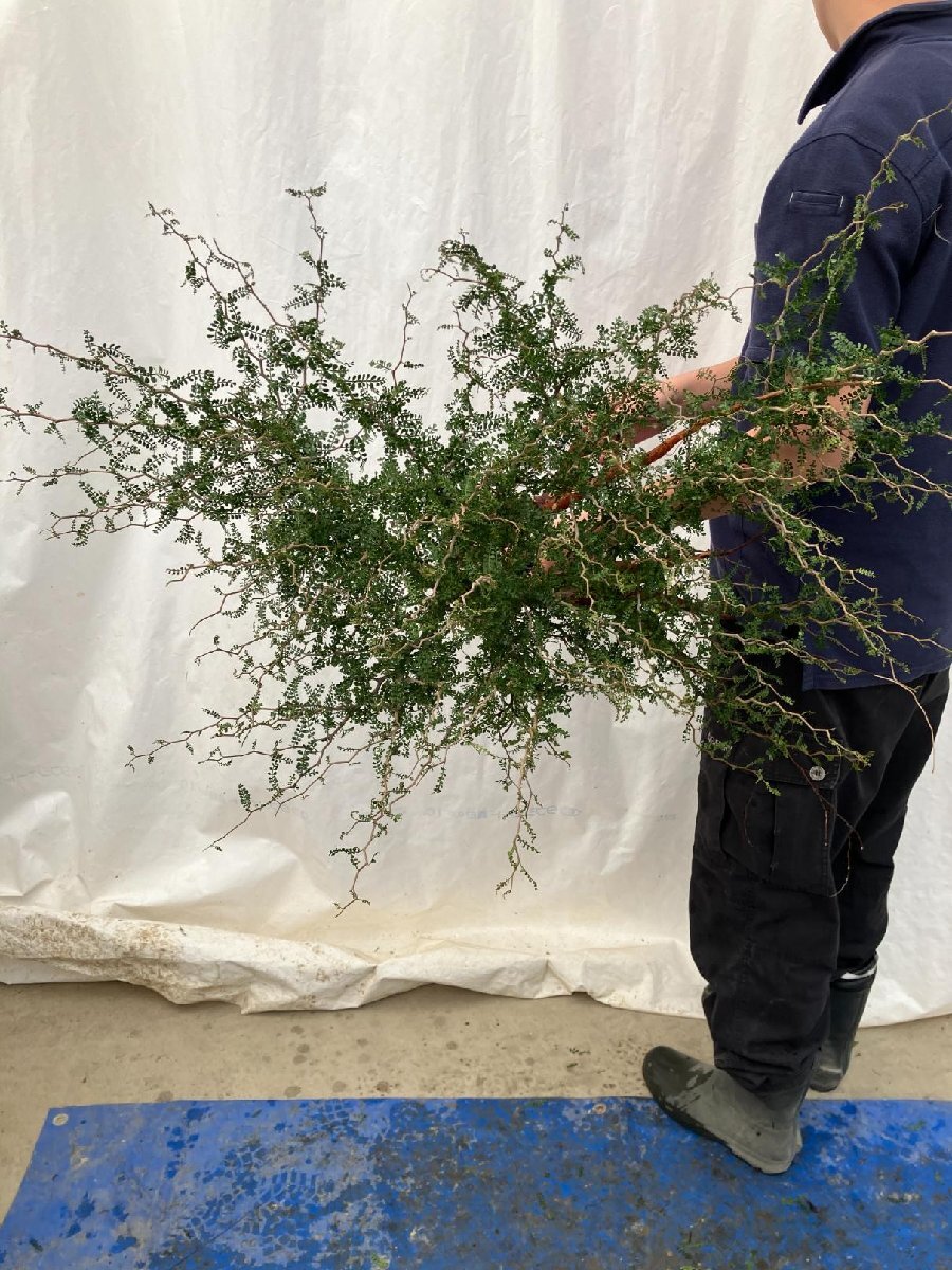 Yahoo!オークション - 9544 「実生」オペルクリカリア パキプス XL 抜...