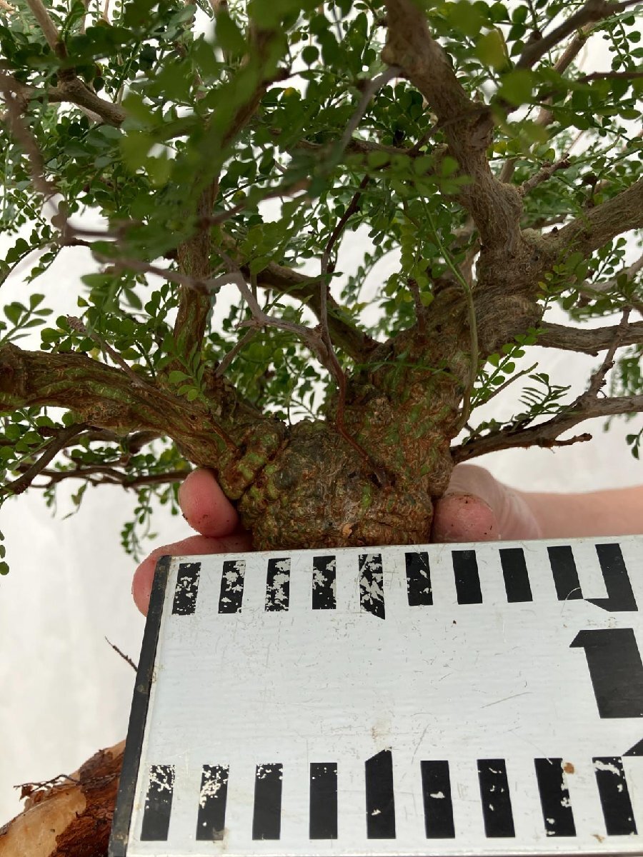 Yahoo!オークション - 9544 「実生」オペルクリカリア パキプス XL 抜...