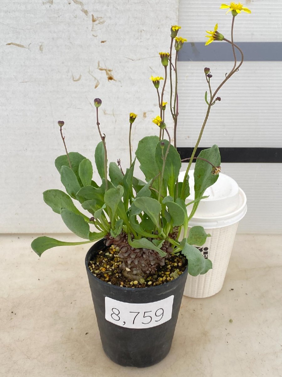 Yahoo!オークション - 8759 「実生」オトンナ ヘレー 【発根・塊根植物...