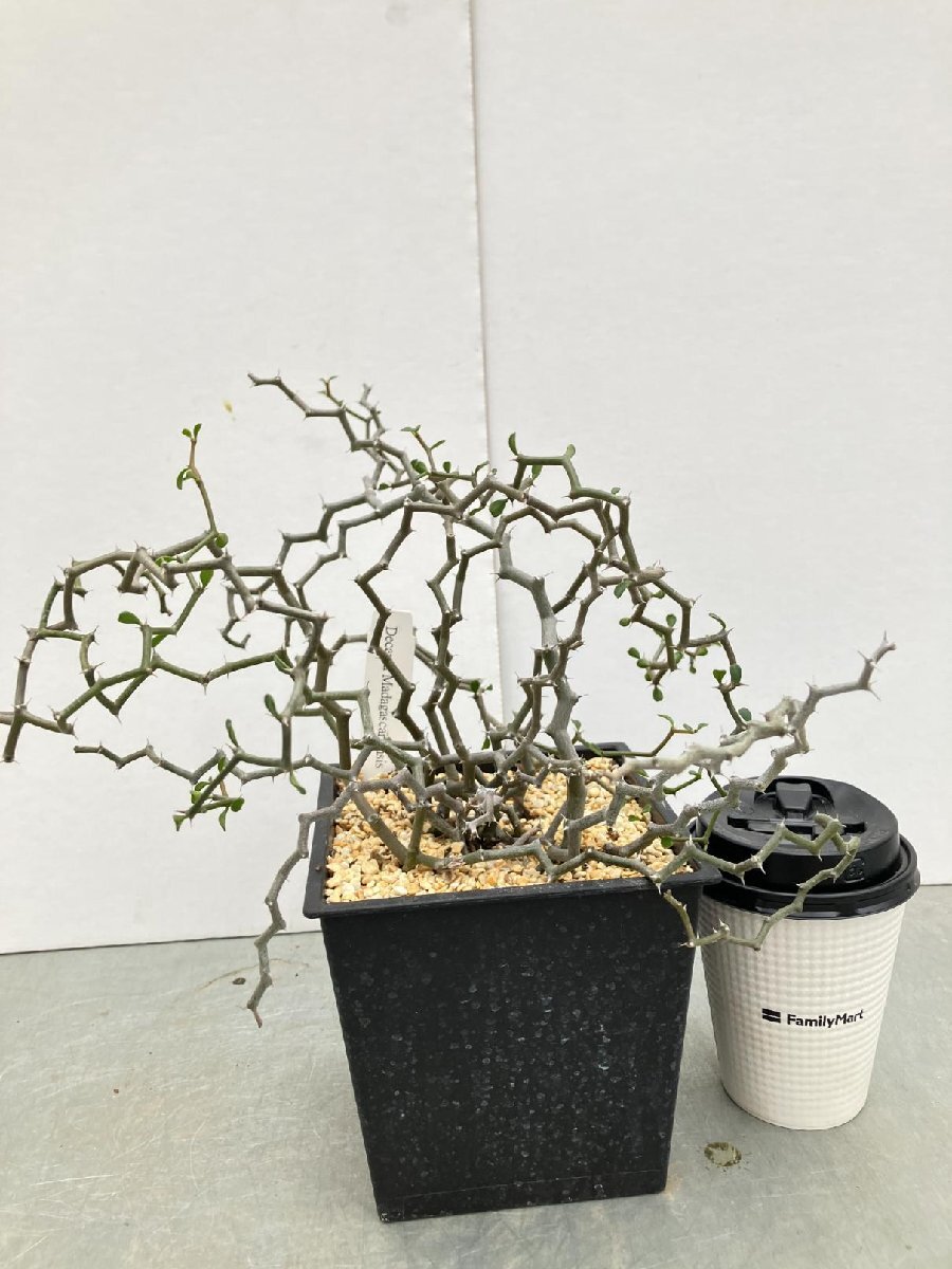 Yahoo!オークション - 3256 「塊根植物C」 デカリア マダガスカリエン...