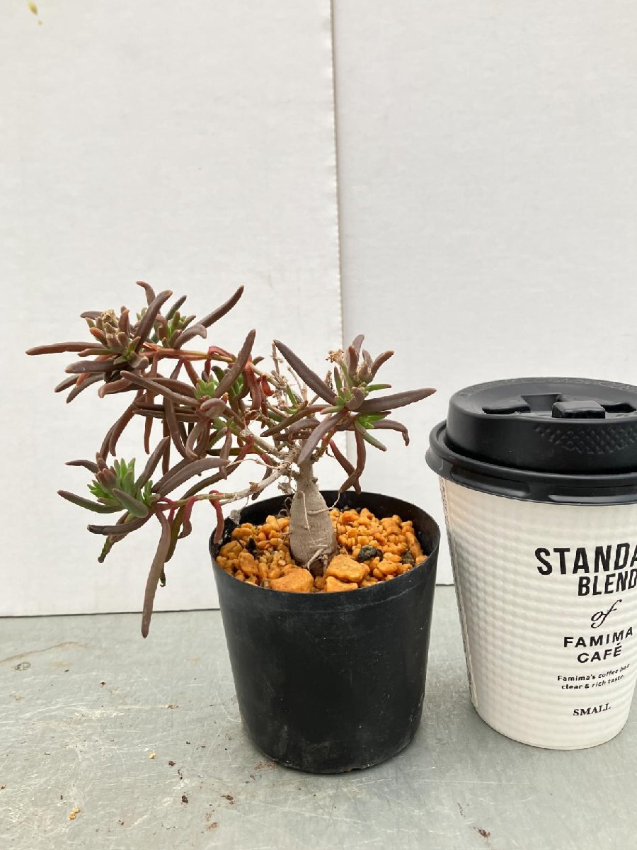 Yahoo!オークション - 5688 「 実生」メストクレマ マクロリズム【塊根...