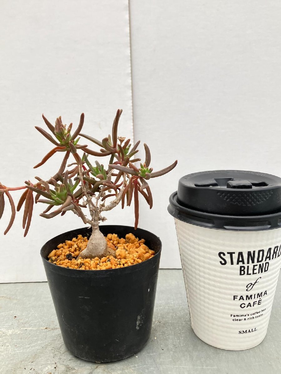 Yahoo!オークション - 5690 「 実生」メストクレマ マクロリズム【塊根...