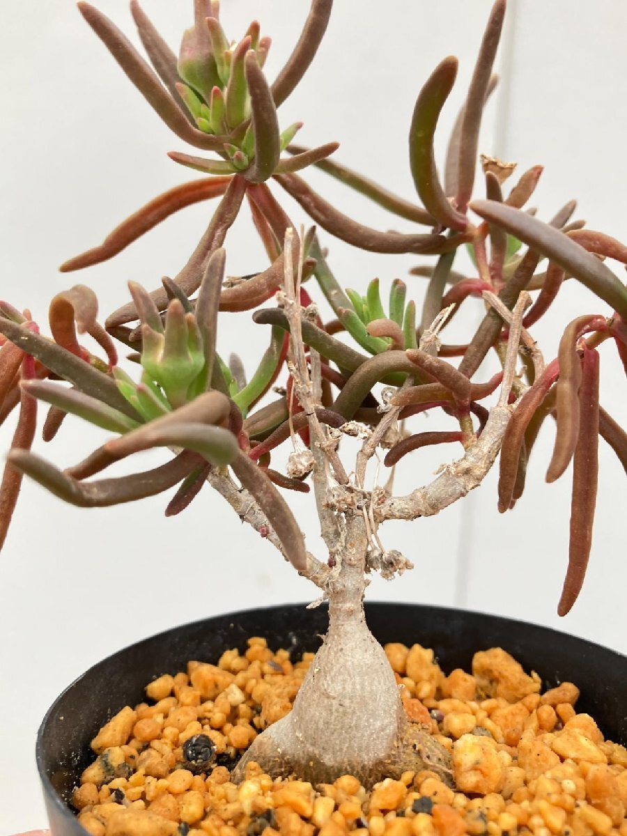 Yahoo!オークション - 5690 「 実生」メストクレマ マクロリズム【塊根...