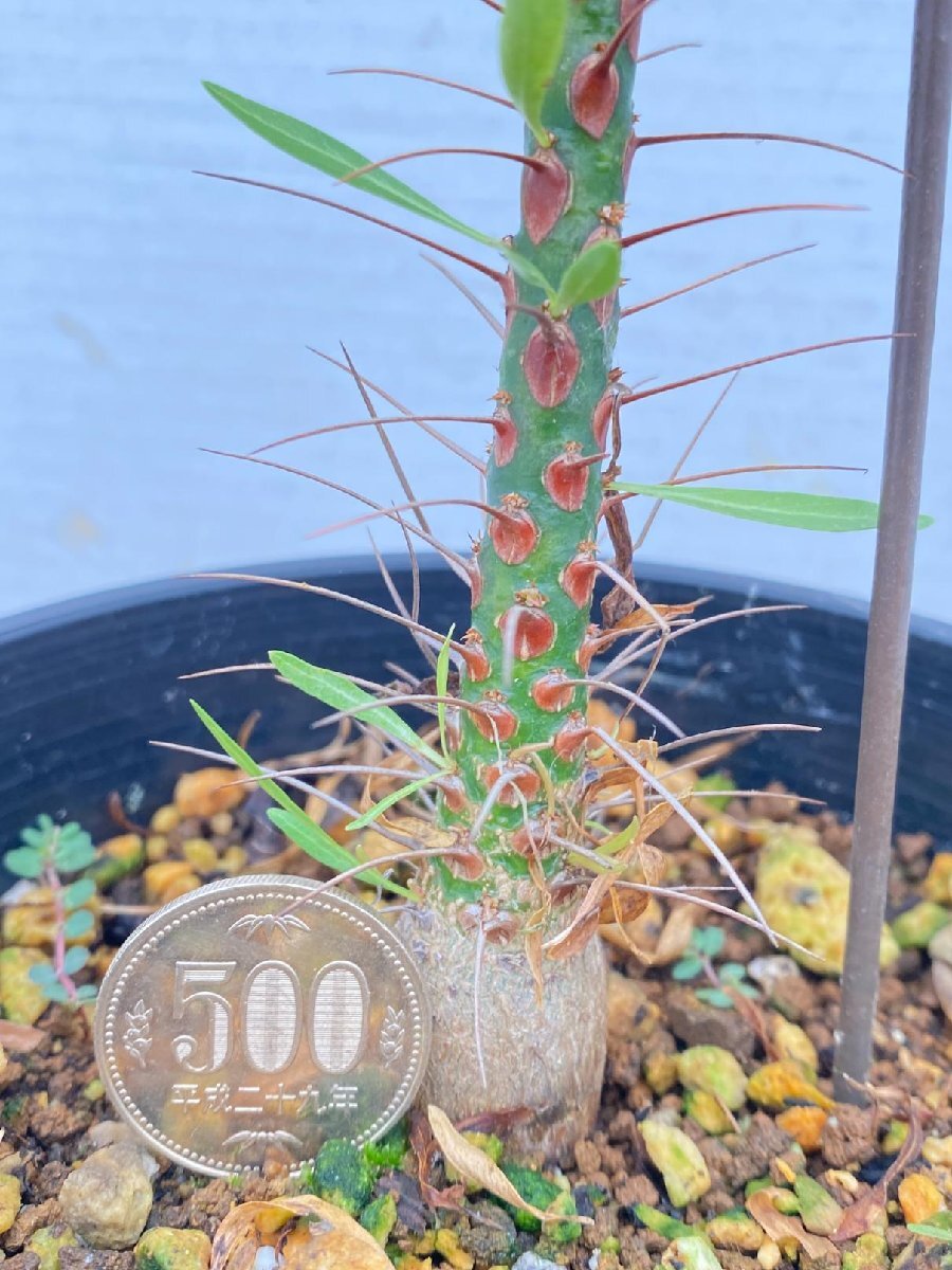 Yahoo!オークション - 4253 「実生」フォークイエリア プルプシー大【...