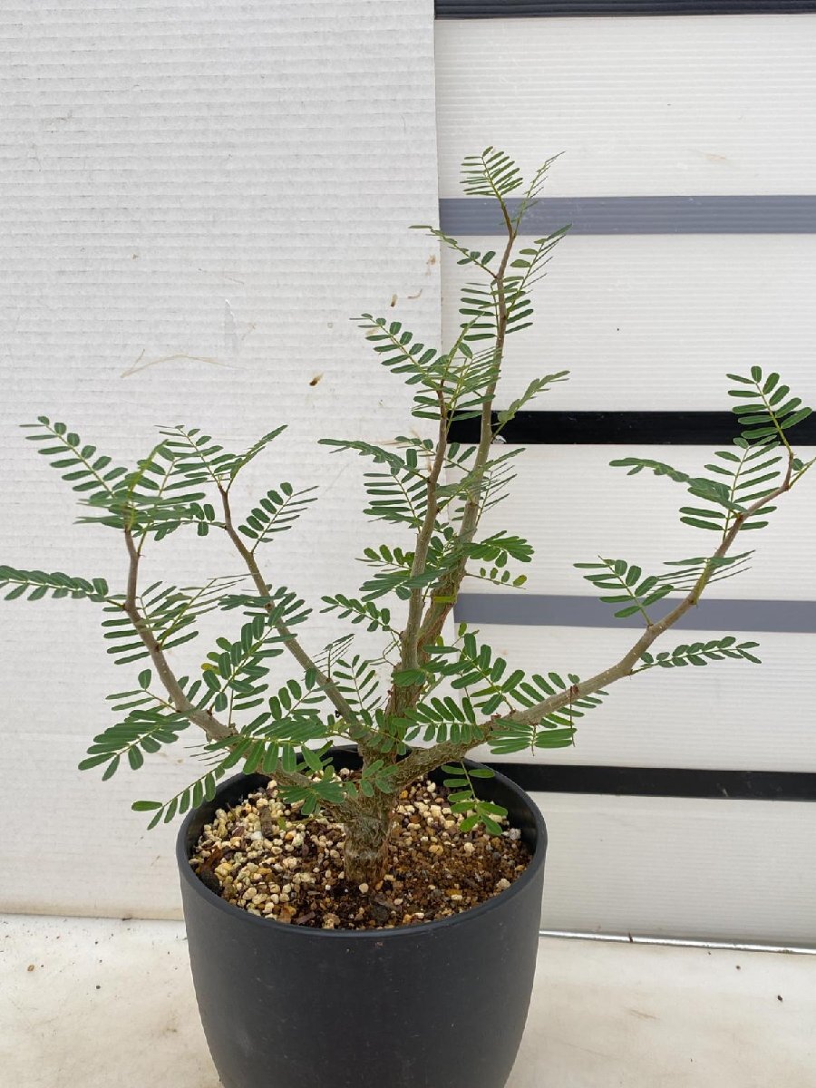 Yahoo!オークション - 4272 「実生」センナ メリディオナリス大【・発...